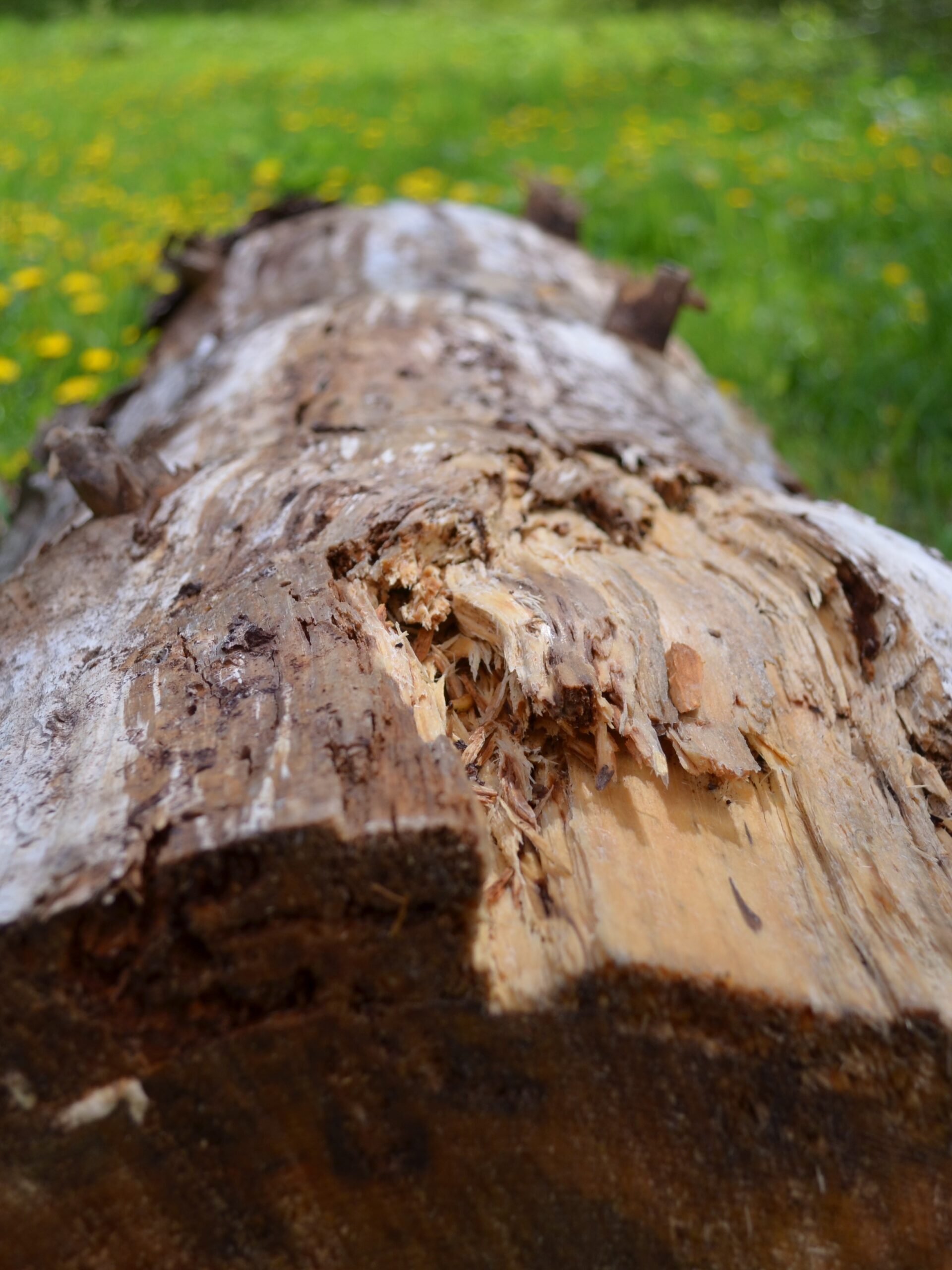 Fraser Lab – Thompson Rivers University